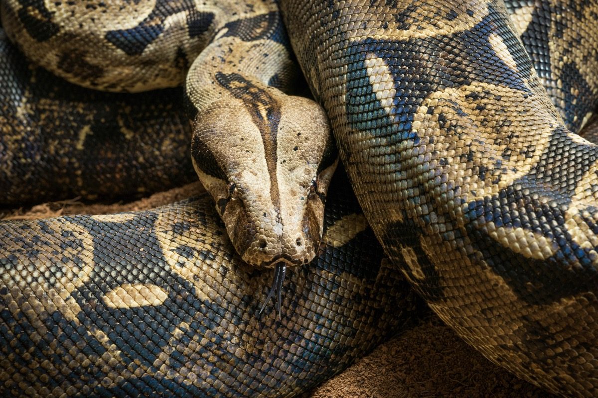 10-Foot Boa Constrictor Found in Man's Backyard — Best Life