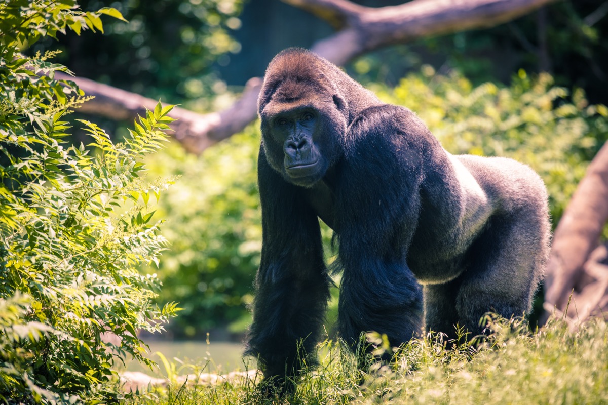 The 12 Best Zoos in the U.S. to Add to Your Bucket List — Best Life