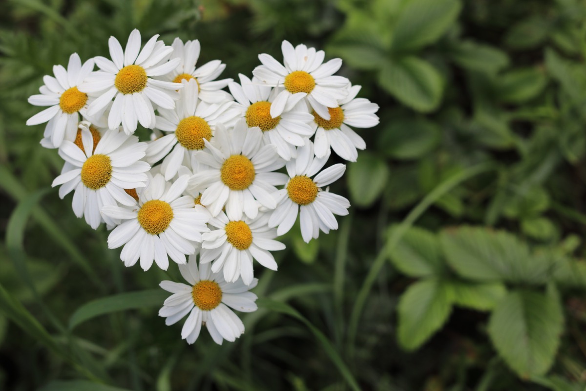 15 Best Spring Flowers to Plant for a Beautiful, Blooming Garden — Best ...