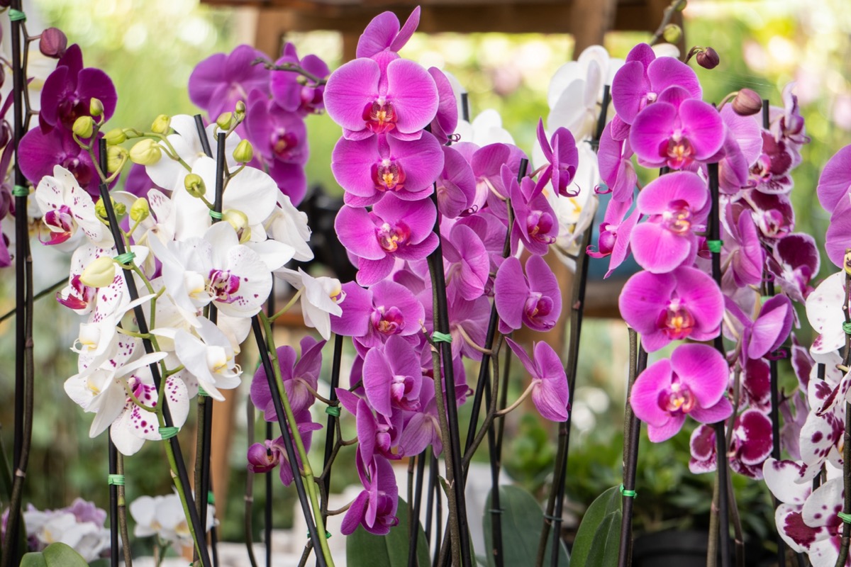 What Your Favorite Flower Reveals About Your Personality