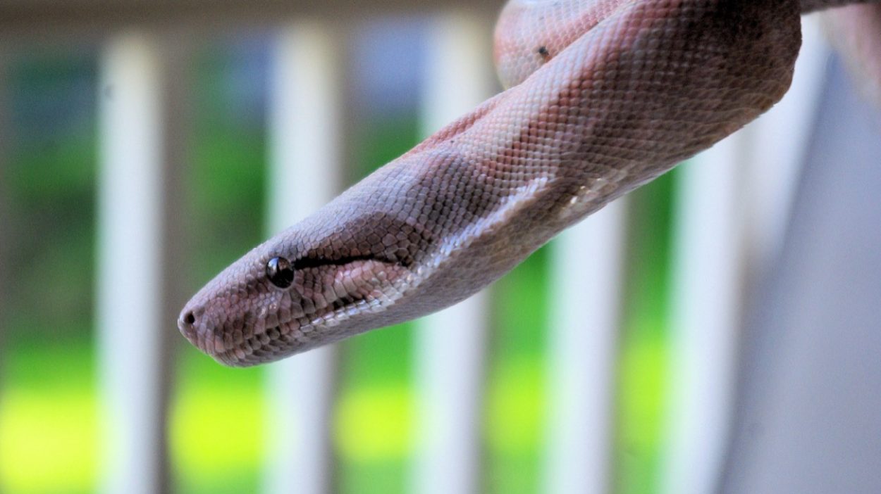 Snake Bites Man's Head as He Opens Front Door — Best Life