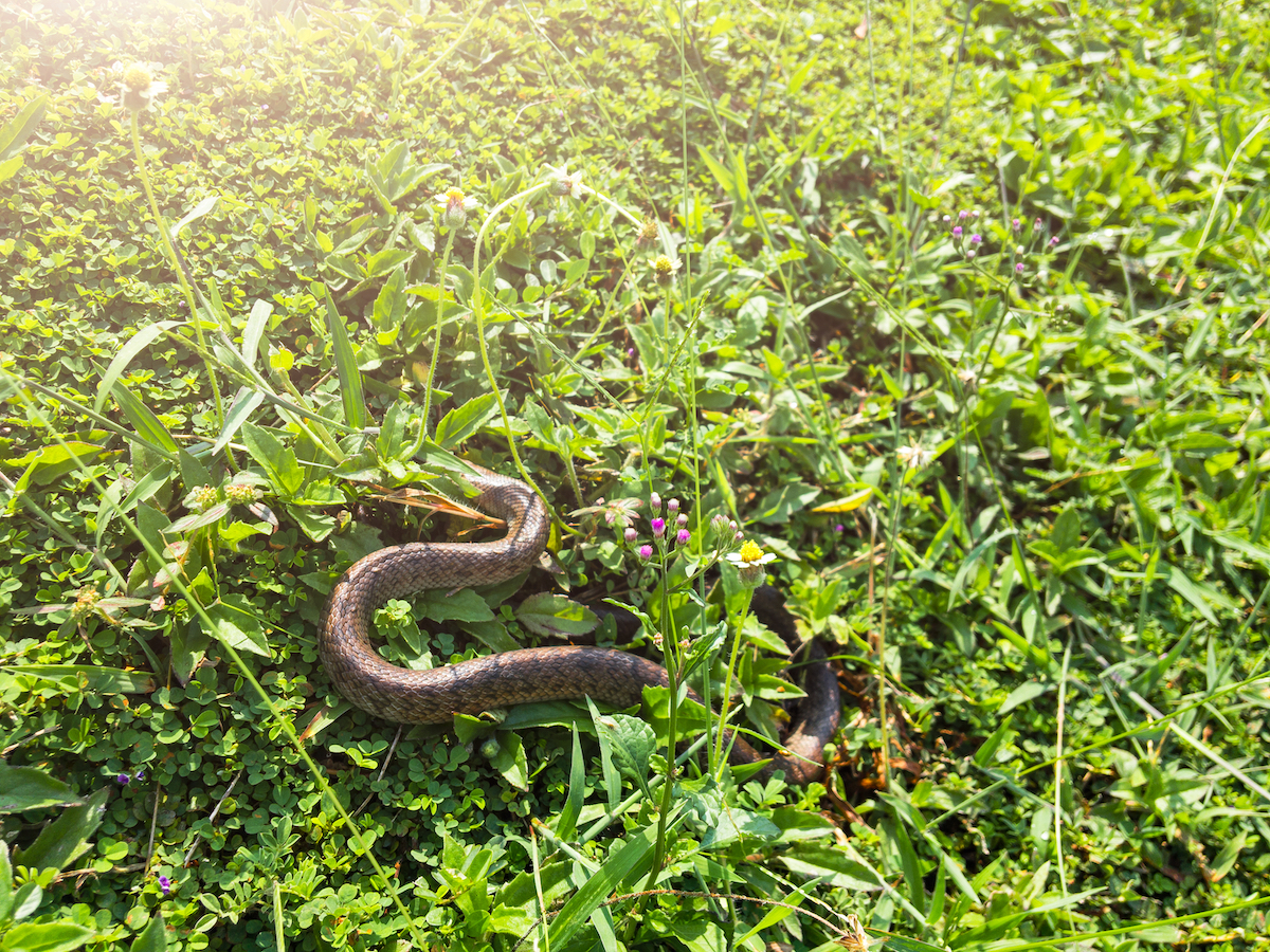 8 Surprising Places You're Letting Snakes Into Your Home