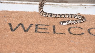 8 Surprising Places You're Letting Snakes Into Your Home