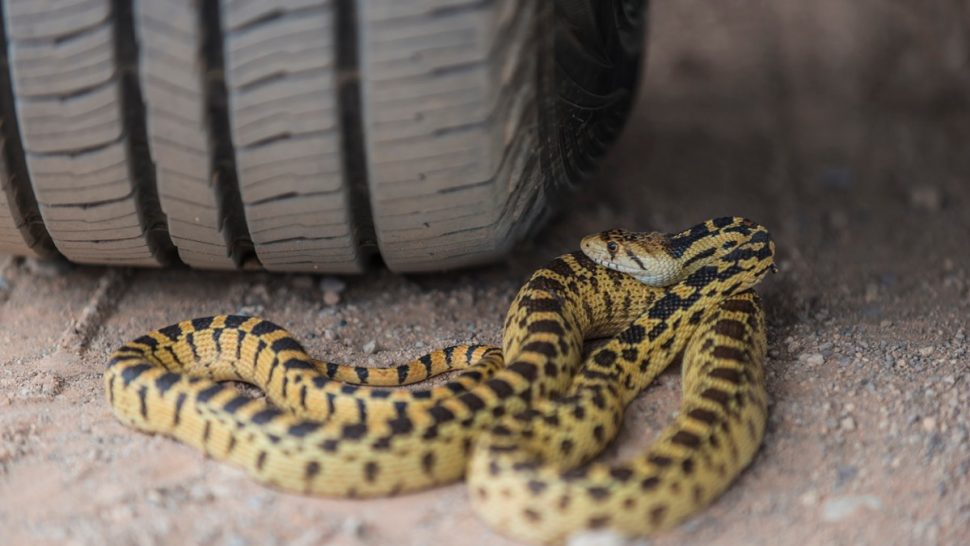 5 Ways You're Inviting Snakes Into Your Car — Best Life