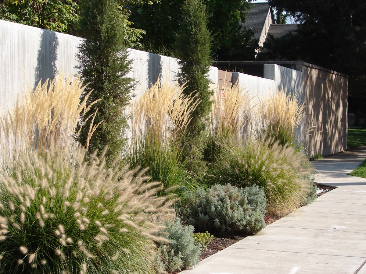 11 Best Deer-Resistant Plants — Best Life