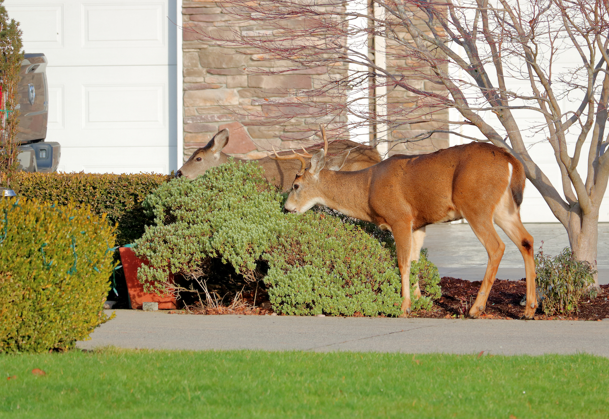 7 Scents That Keep Deer Out of Your Yard, Experts Say — Best Life
