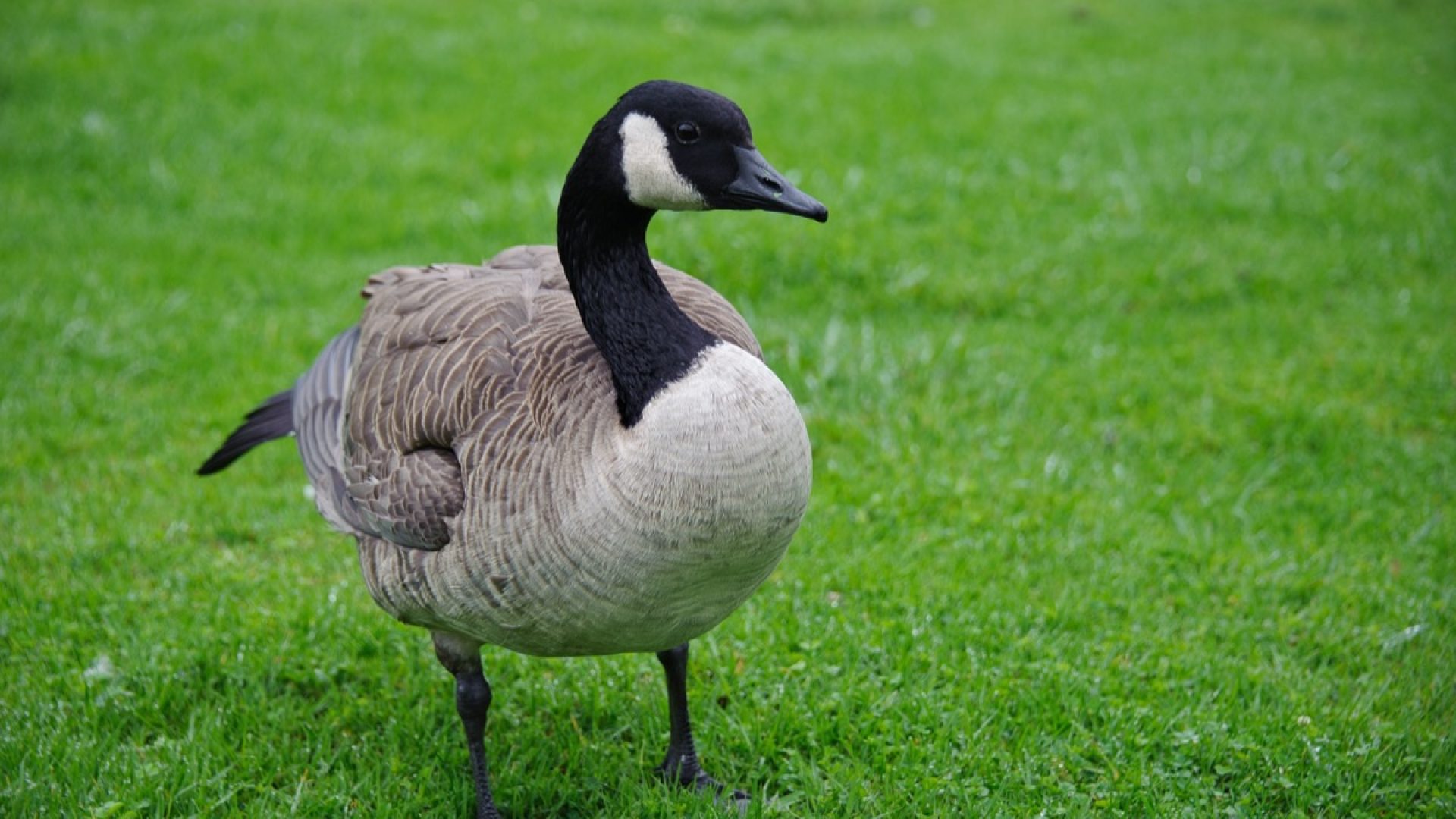 5 Plants That Keep Geese Out of Your Yard, According to Experts