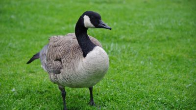 5 Plants That Keep Geese Out of Your Yard, According to Experts