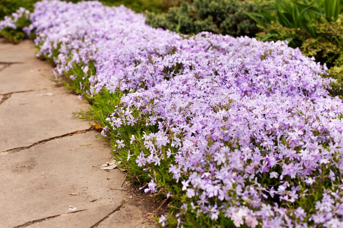 5 Plants That Keep Geese Out of Your Yard, According to Experts
