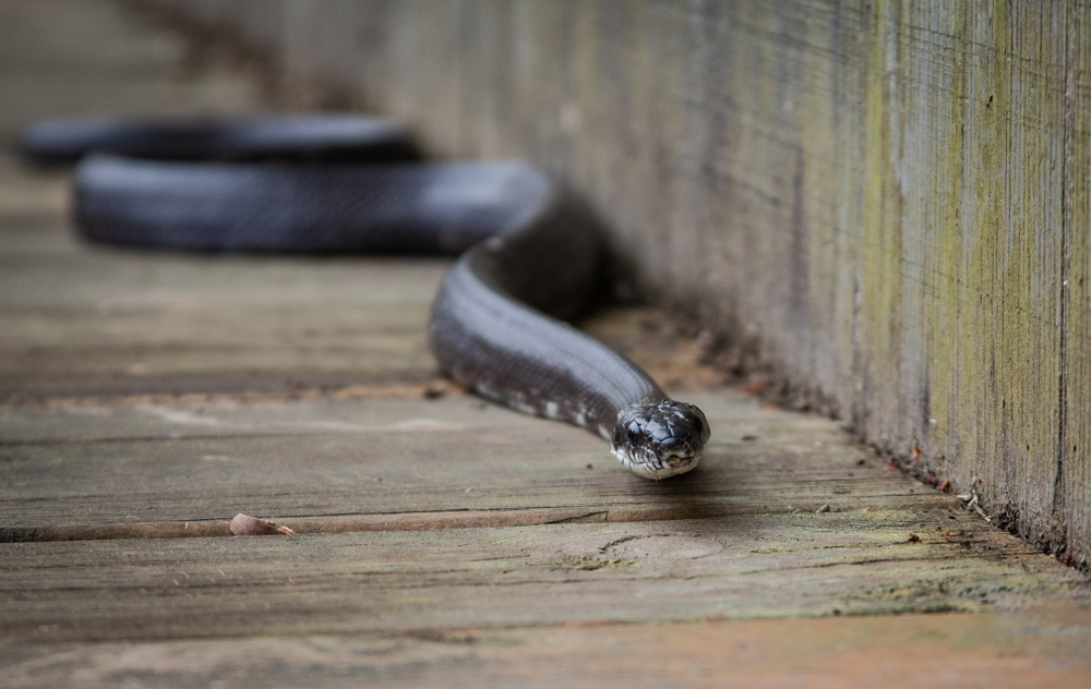 5 Surprising Places Rattlesnakes Like to Hide Around Your Home — Best Life