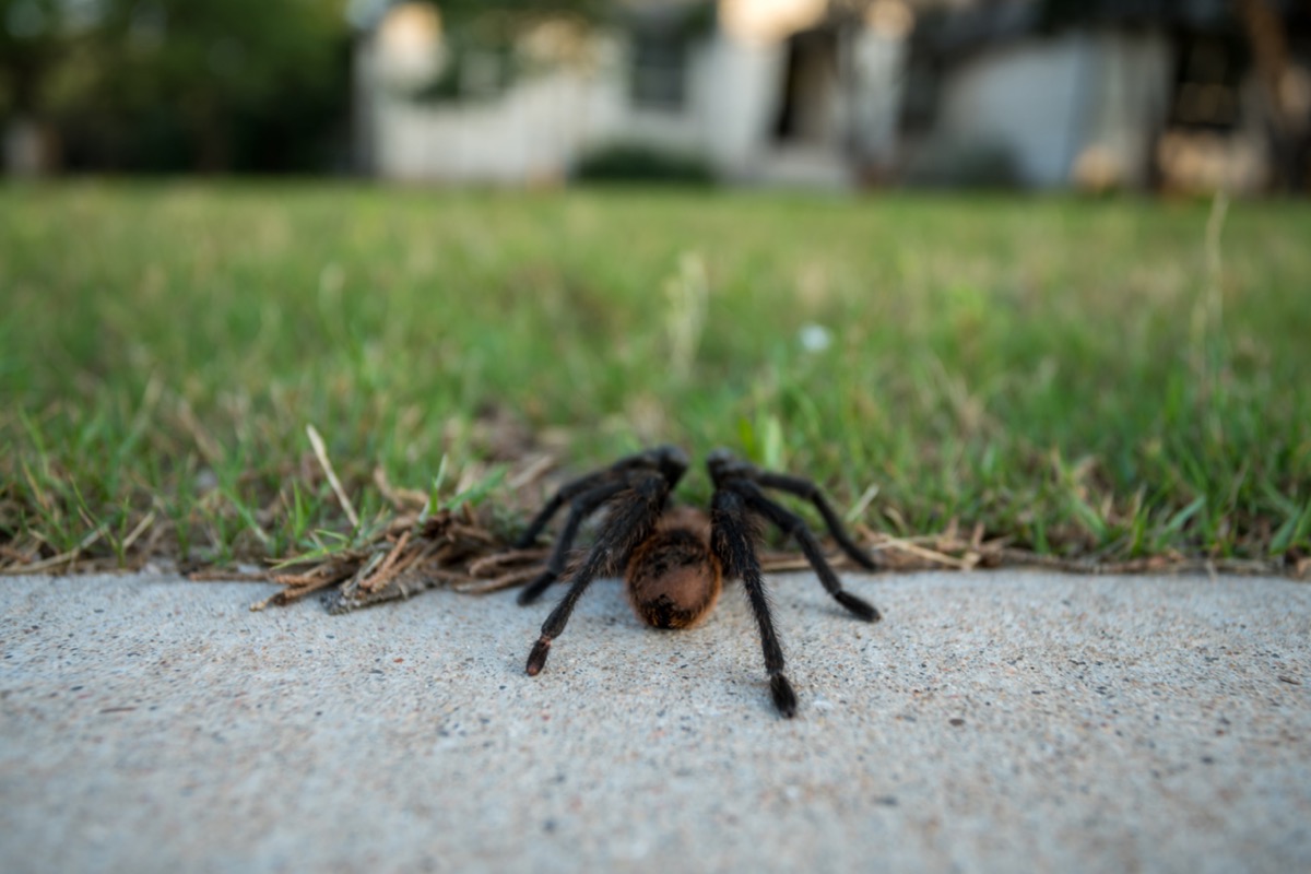 Tarantula Sightings in Homes Are on the Rise — Best Life