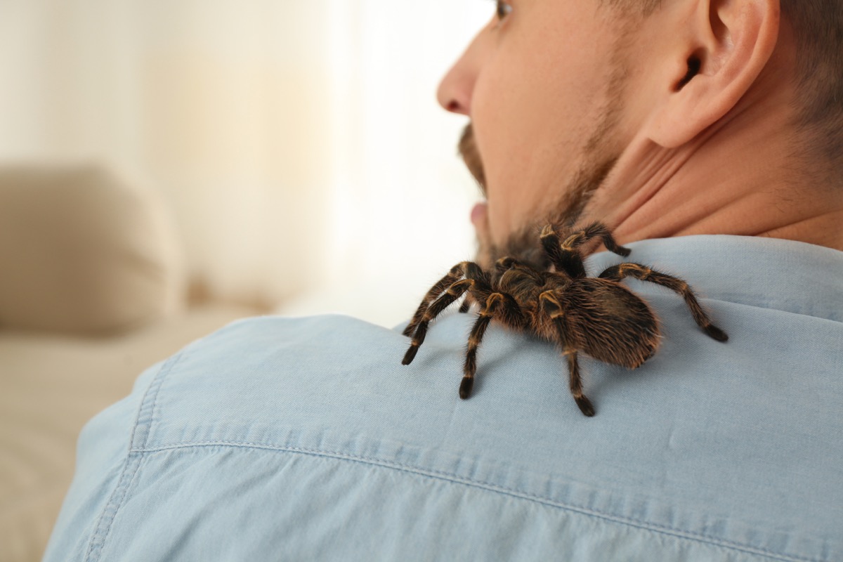 Tarantula Sightings in Homes Are on the Rise — Best Life