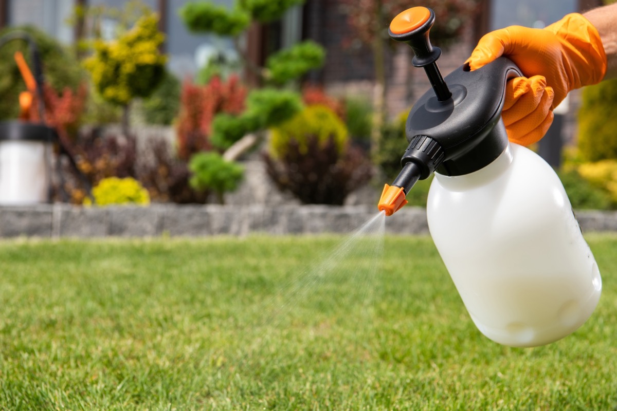 7 Scents That Keep Deer Out of Your Yard, Experts Say — Best Life