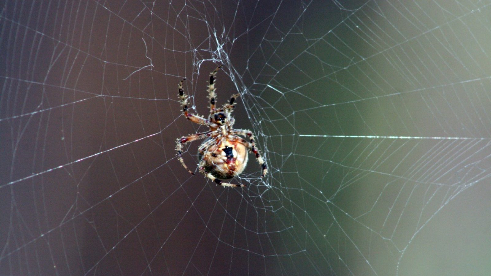 6 Ways to Spider-Proof Your Garage, Experts Say — Best Life