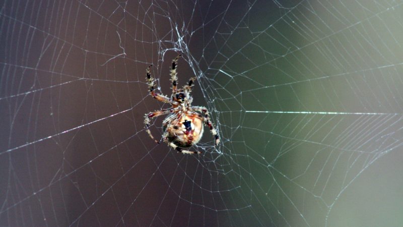 6 Ways to Spider-Proof Your Garage, Experts Say — Best Life