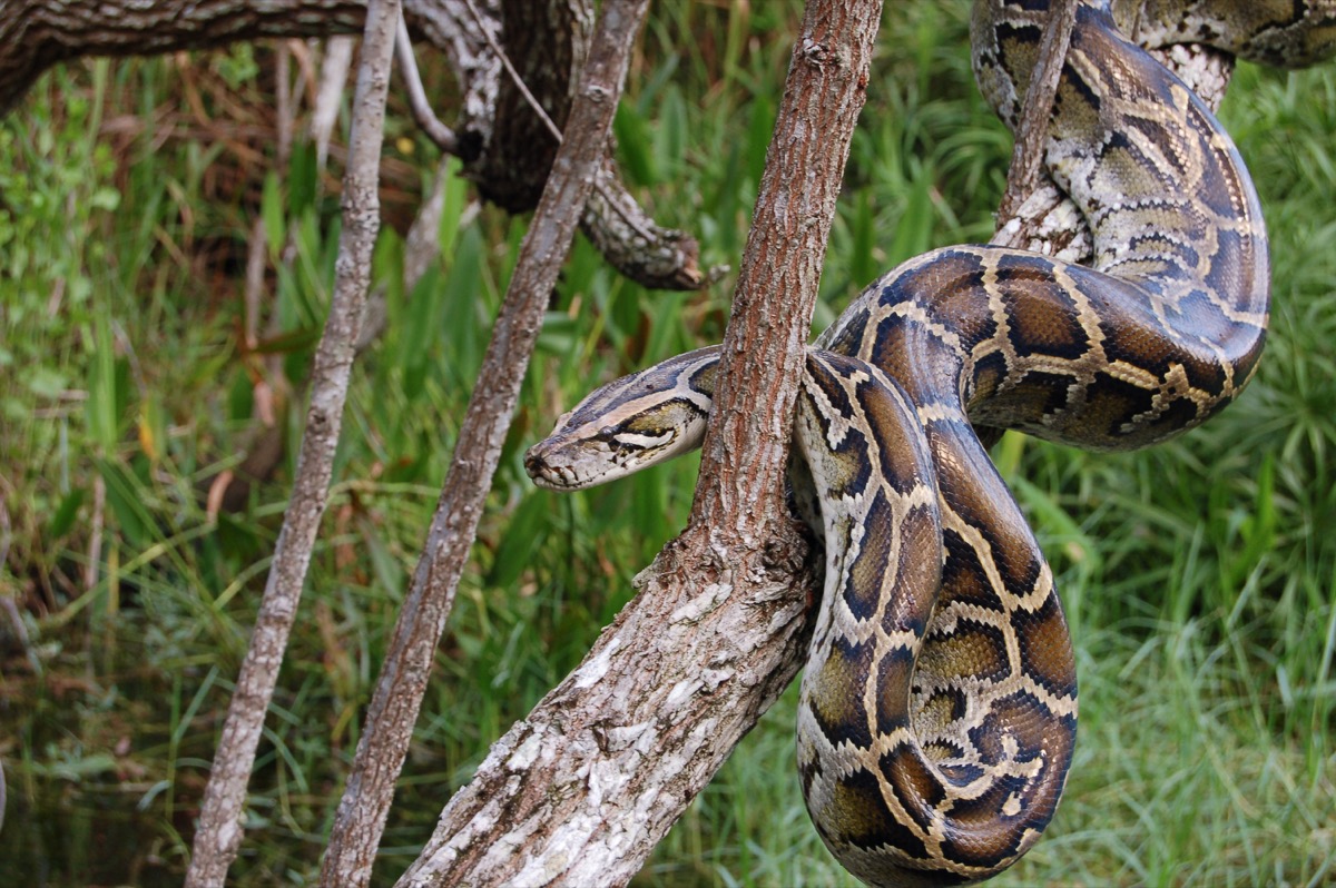 15-Foot Invasive Pythons Are Moving North From Florida — Best Life