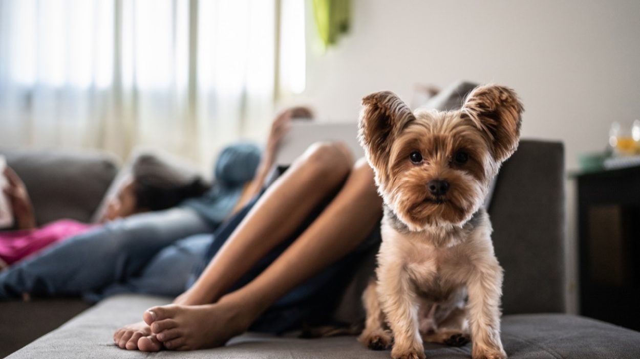 9 Dog Breeds That Look Like Puppies Forever — Best Life