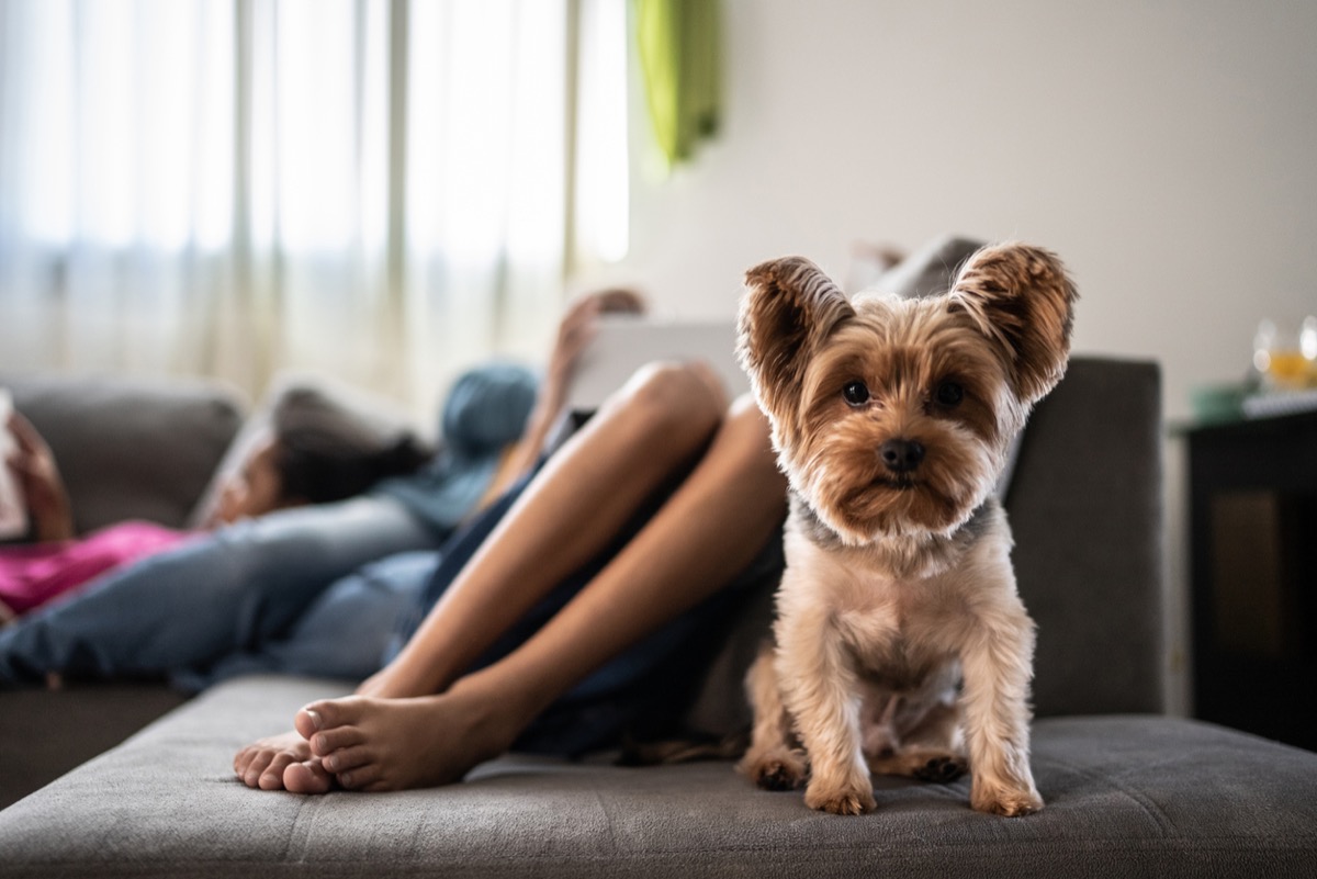 7 Top Lazy Dog Breeds, According to Veterinarians — Best Life