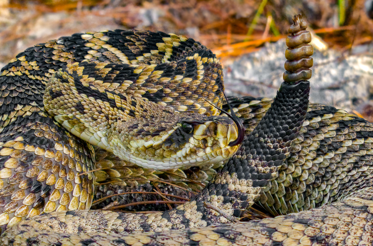 5 Surprising Places Rattlesnakes Like to Hide Around Your Home — Best Life