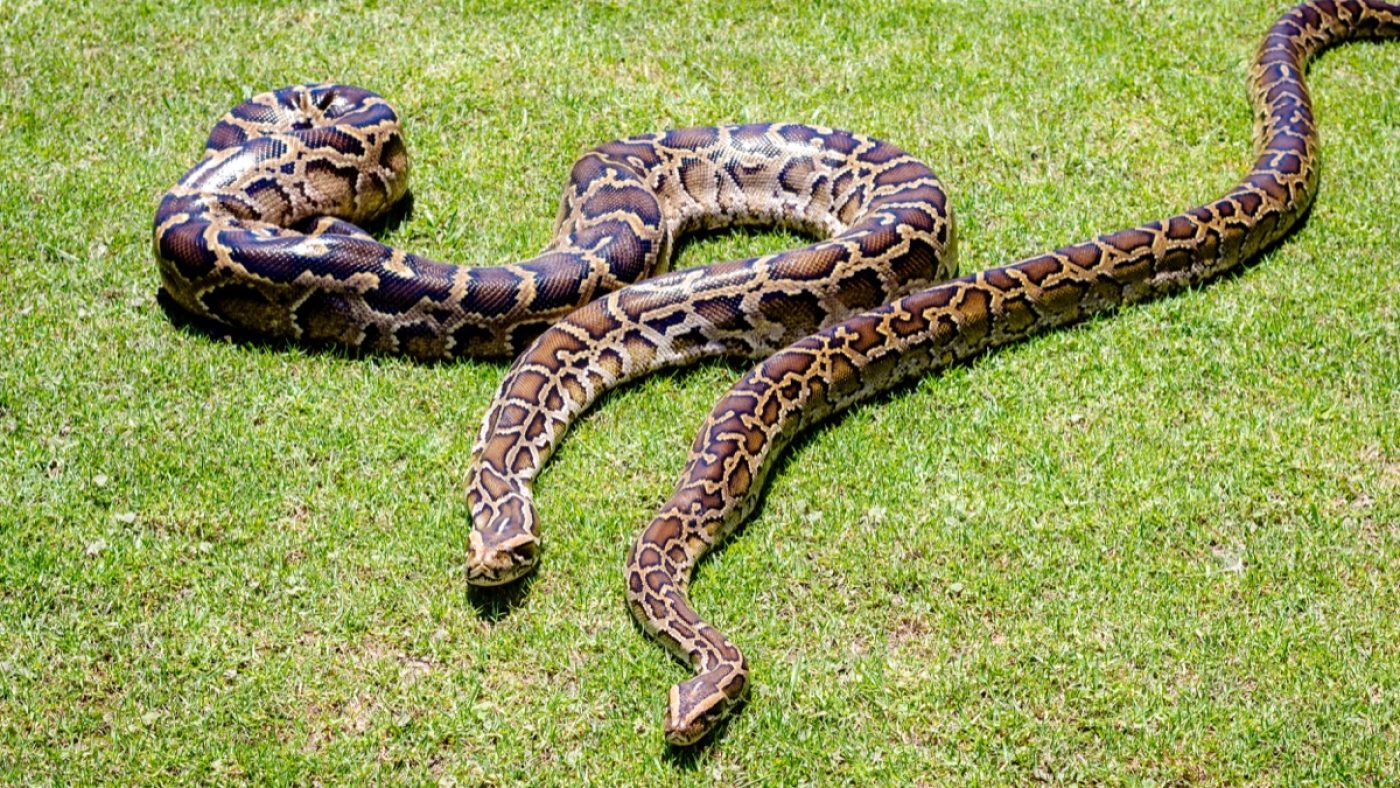 15-Foot Invasive Pythons Are Moving North From Florida — Best Life