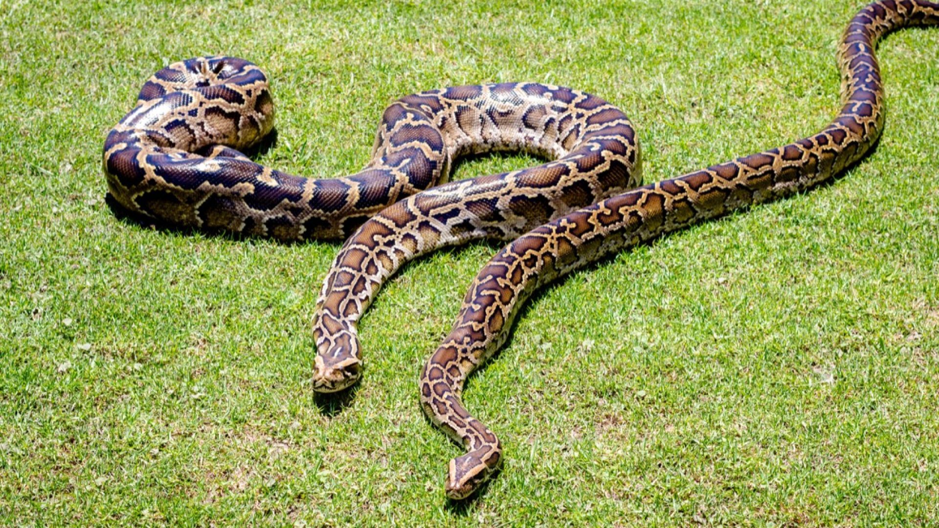 15-Foot Invasive Pythons Are Moving North From Florida — Best Life