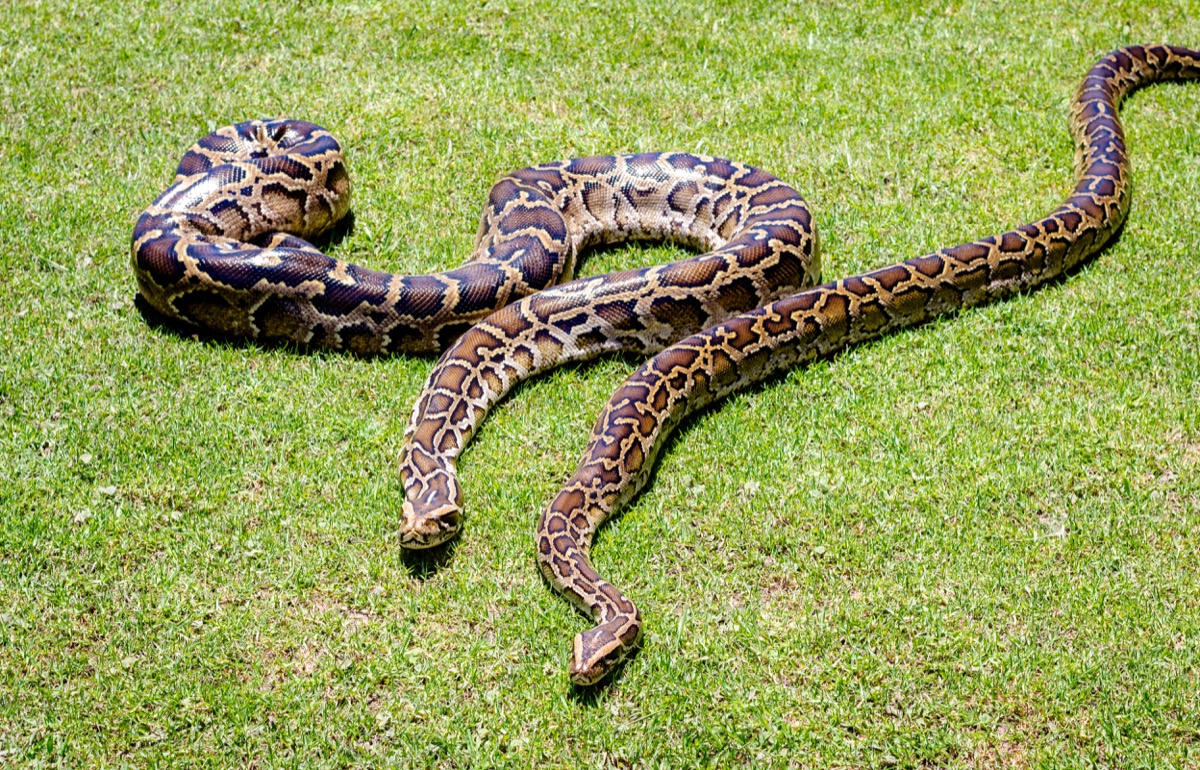 209 Invasive Pythons Caught in Florida But Can't Be Eradicated