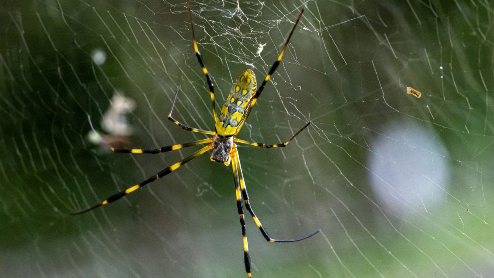 Invasive Spiders With 3-Foot Webs Are Spreading — Best Life