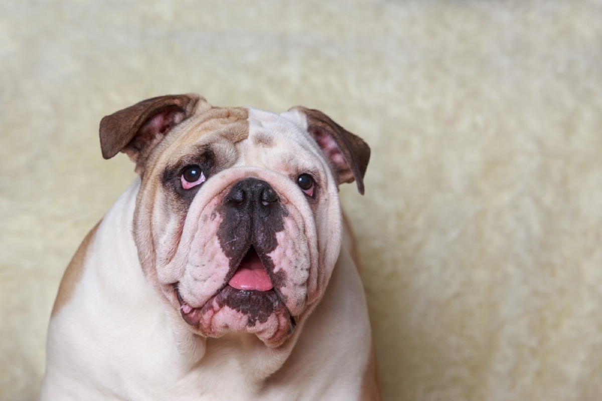 7 Worst Dog Breeds to Own, Vet Tech Says — Best Life