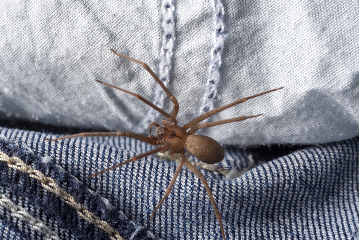 Doctors Keep Finding Spiders in People's Ears — Best Life