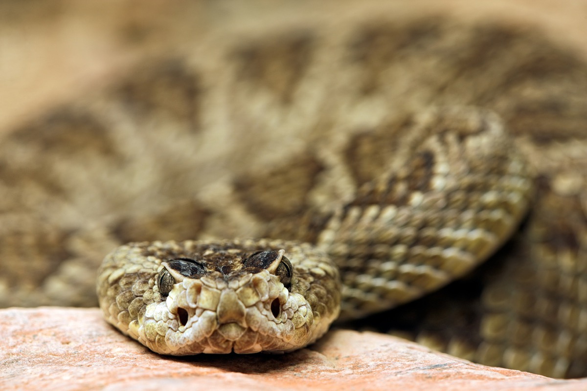 Rattlesnake Attack Has Trauma Doctor Issuing a New Warning — Best Life