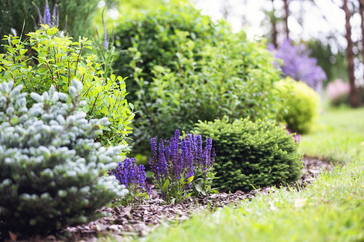 Why You Should Plant Millenium Allium This Fall — Best Life