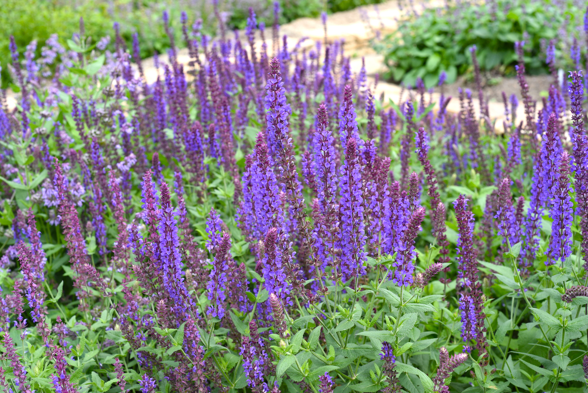 Gardener Reveals Plant That Provides "Color Without Any Work"