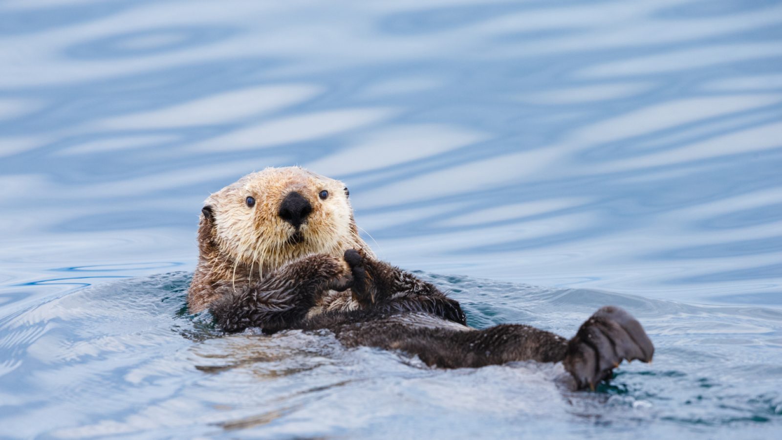 "Vicious and Relentless" Otter Attacks Are on the Rise — Best Life
