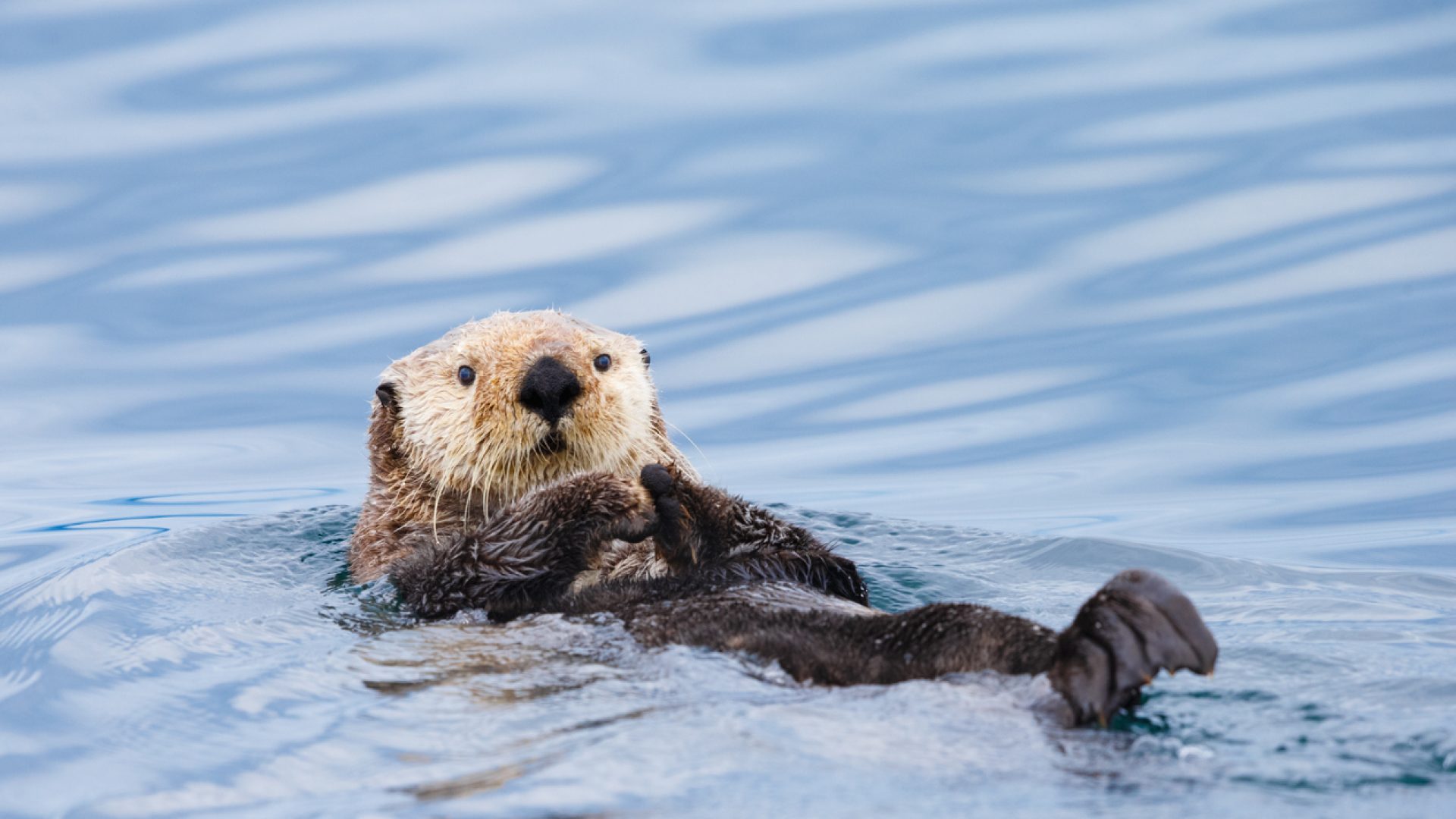 "Vicious and Relentless" Otter Attacks Are on the Rise — Best Life