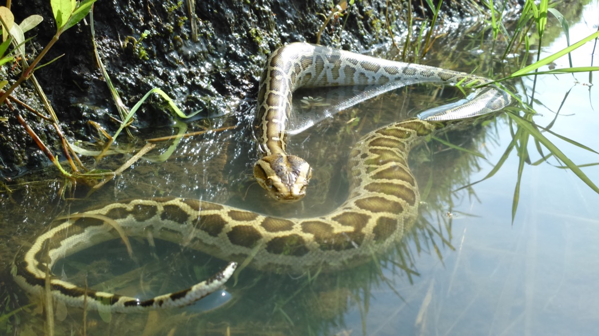 209 Invasive Pythons Caught in Florida But Can't Be Eradicated