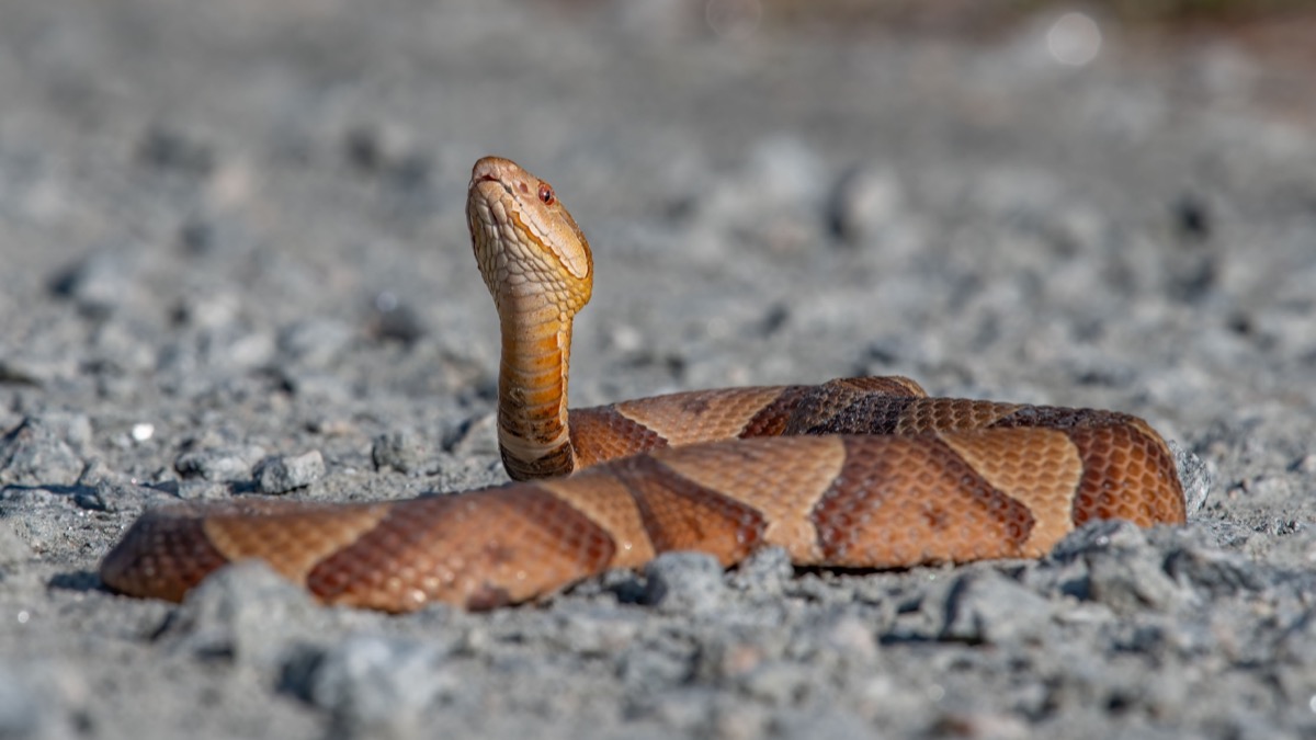 Copperhead Breeding Season Prompts Urgent New Warning