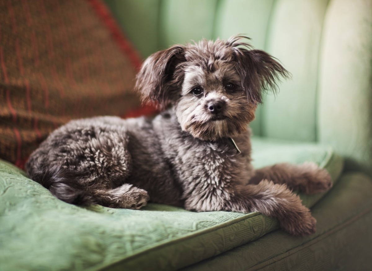 9 Dog Breeds That Look Like Puppies Forever — Best Life
