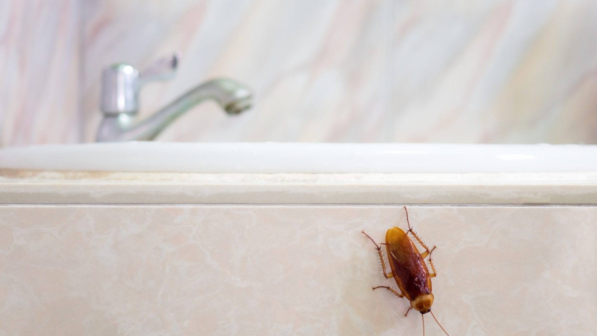 7 Mistakes That Attract Roaches to Your Home — Best Life