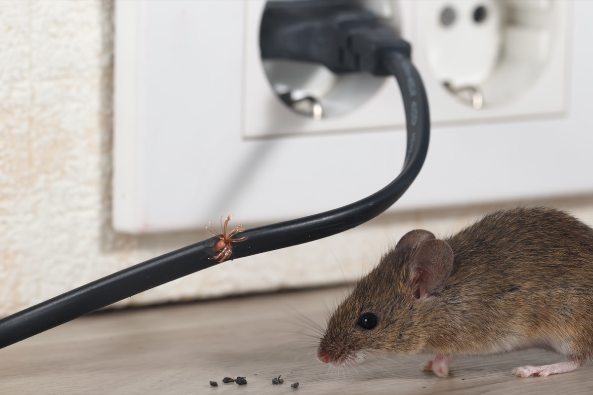 5 Smells That Mean Mice Have Invaded Your Home — Best Life