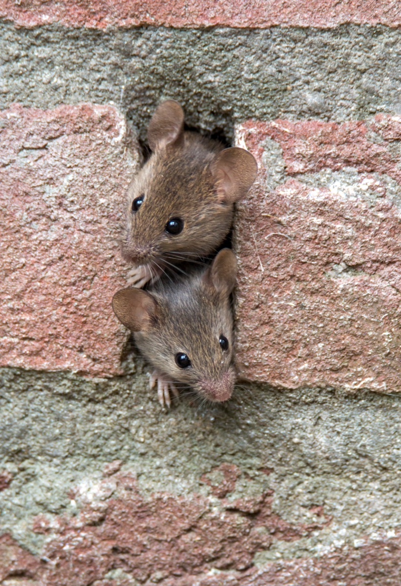 The Strangest Places Mice Hide in Your Home — Best Life