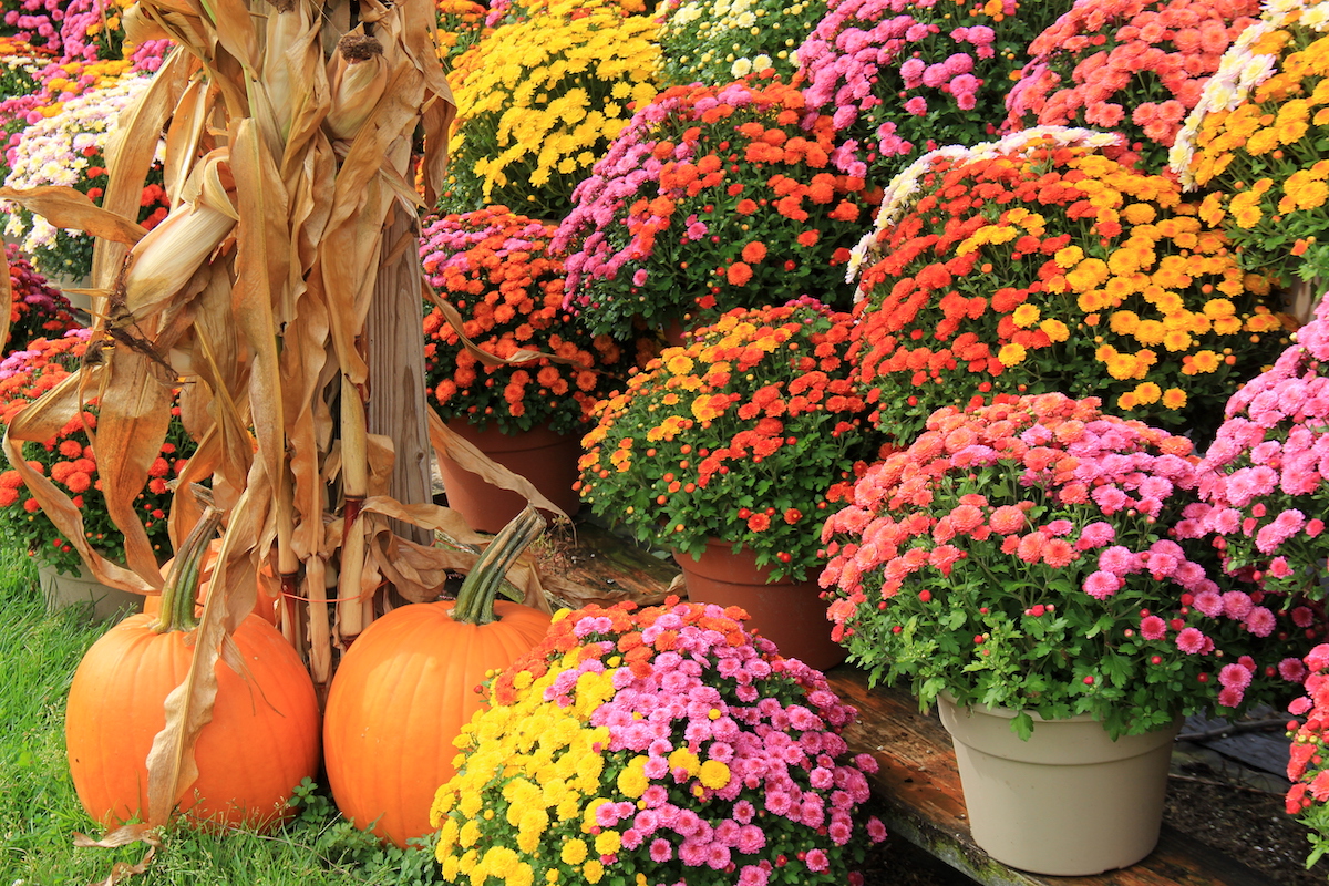 How to Get Your Mums to Last All Fall: 5 Tips From Gardeners — Best Life