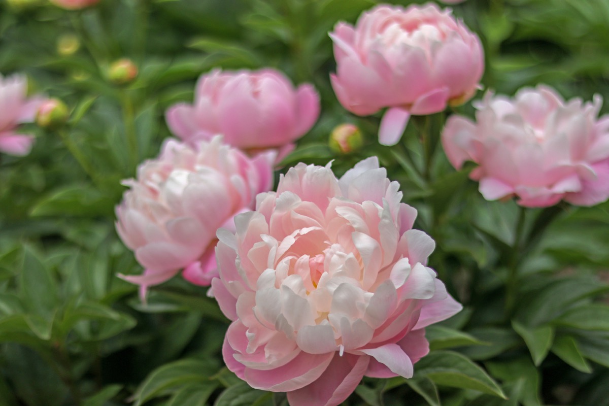 15 Best Spring Flowers to Plant for a Beautiful, Blooming Garden — Best ...