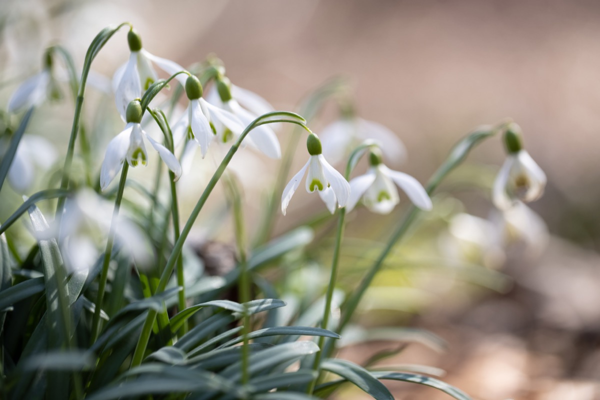 15 Best Spring Flowers to Plant for a Beautiful, Blooming Garden — Best ...