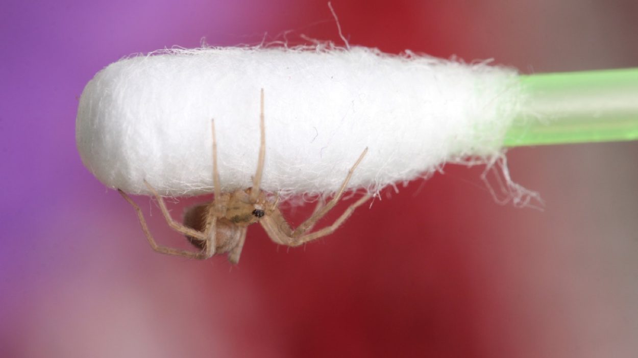 Doctors Keep Finding Spiders in People's Ears — Best Life