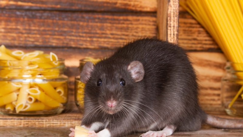 DIY Expert Says Irish Spring Soap Will Keep Rats Away for Good— Best Life