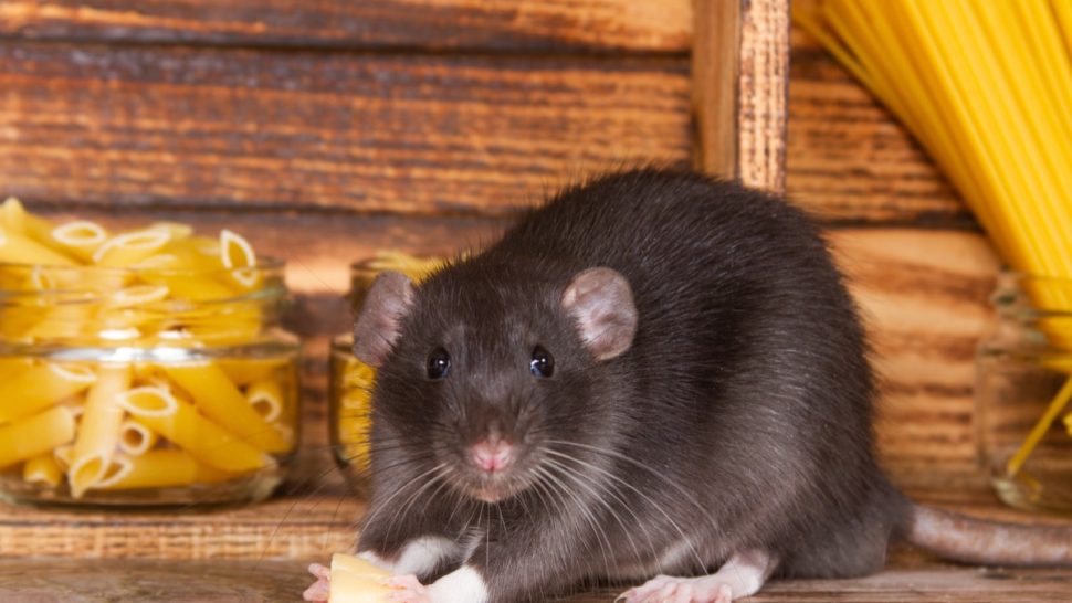 DIY Expert Says Irish Spring Soap Will Keep Rats Away for Good— Best Life