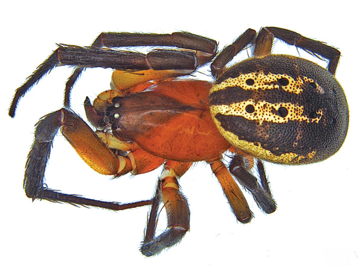 Meet the New Venomous Spider Named After Tom Hardy