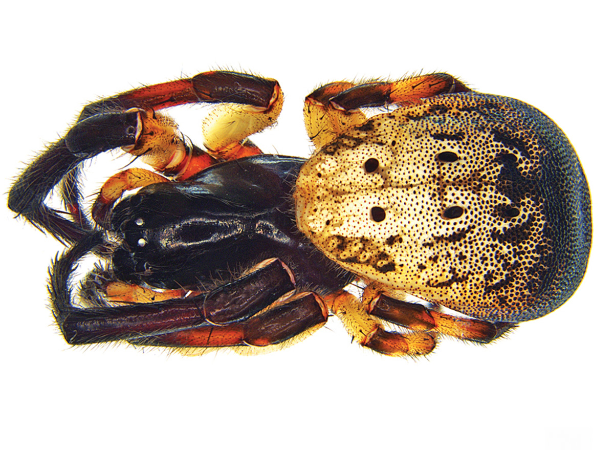 Meet the New Venomous Spider Named After Tom Hardy