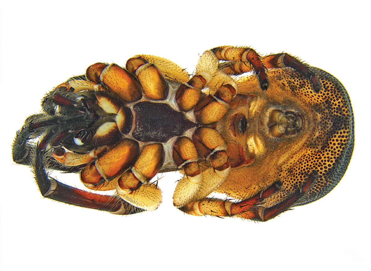 Meet the New Venomous Spider Named After Tom Hardy