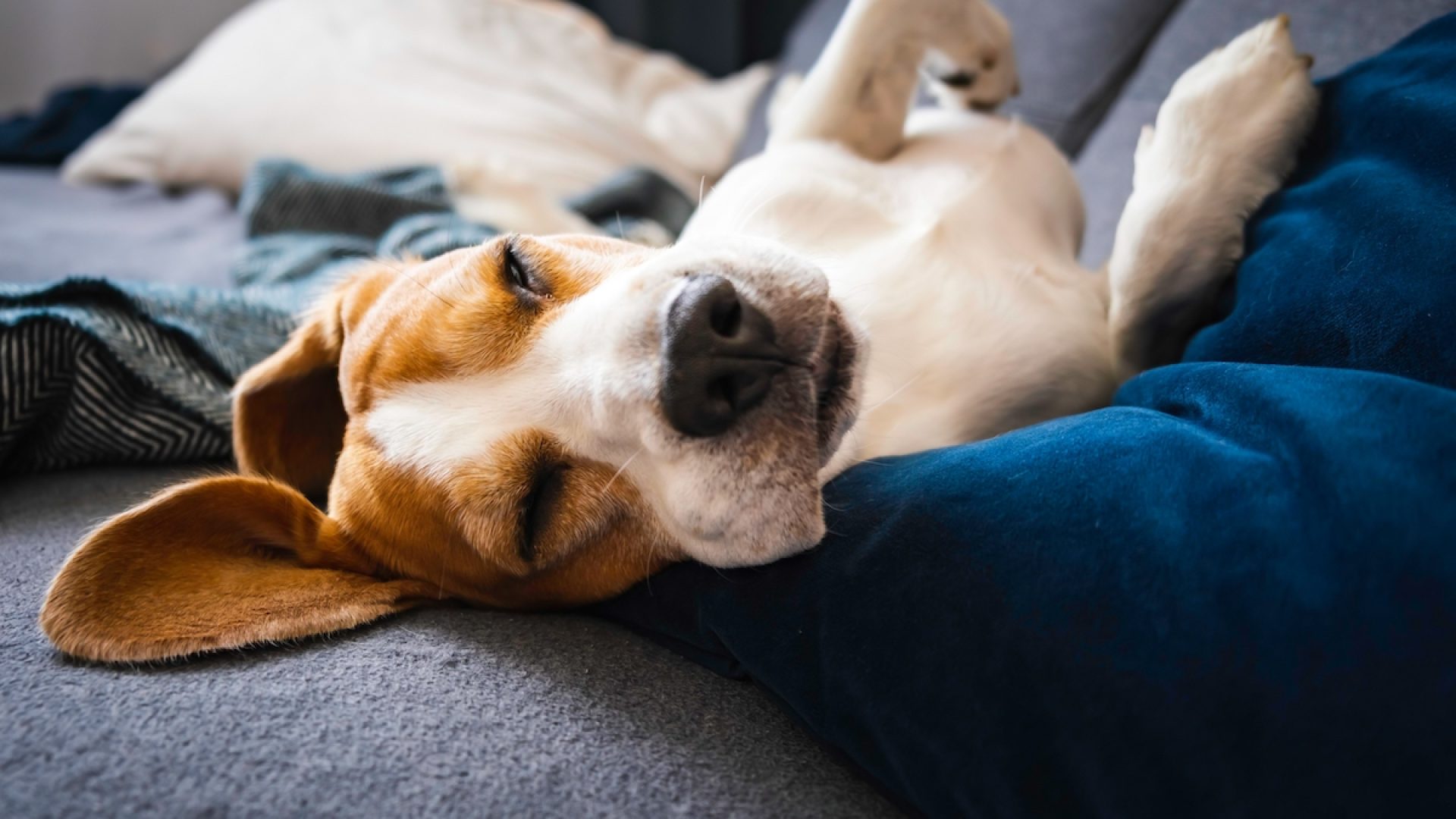 Why You Should Never Wake Sleeping Dogs, Vets Say — Best Life